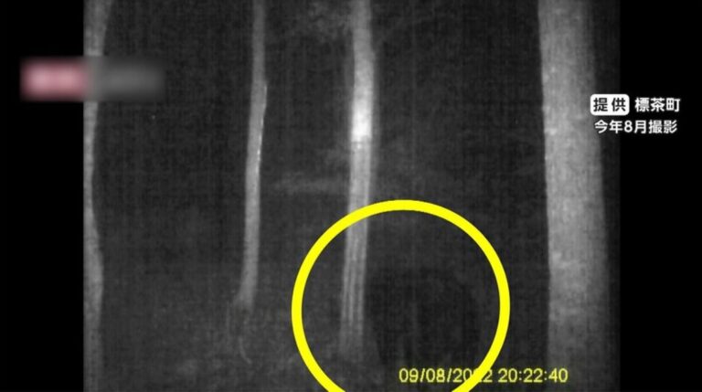 謎に包まれていた最強熊「OSO18」の姿が捉えられて一般公開された模様、牛65頭が襲われて被害は甚大 – U-1 NEWS.